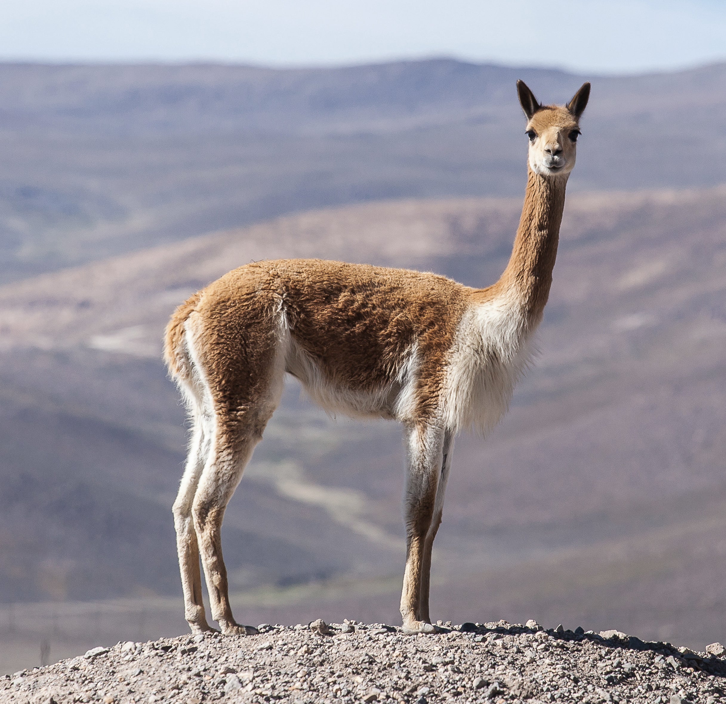 Vicuña – Aqvarossa