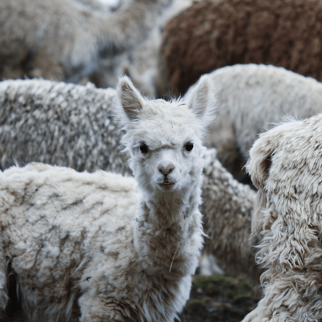 Why your new conscious luxury coat shall be made of Alpaca – Aqvarossa
